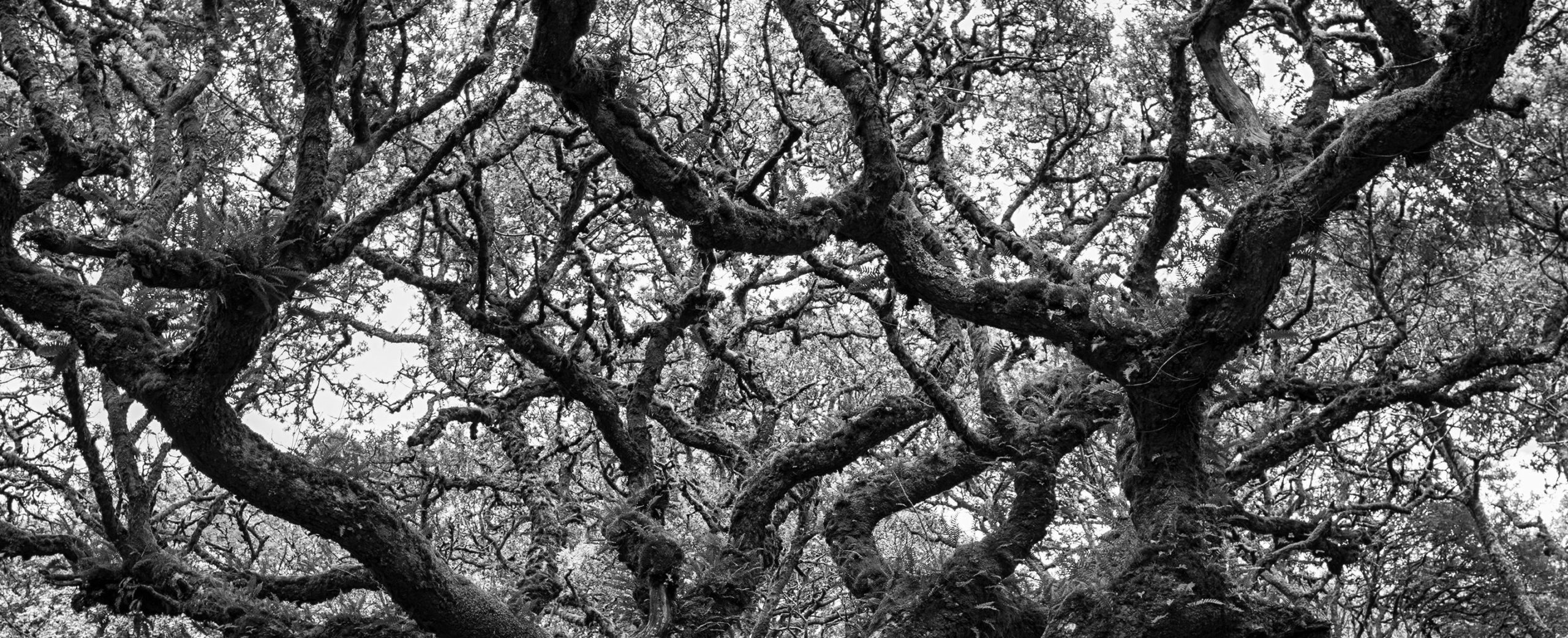 Greenhouse gas removals targets not offsets » Green Alliance