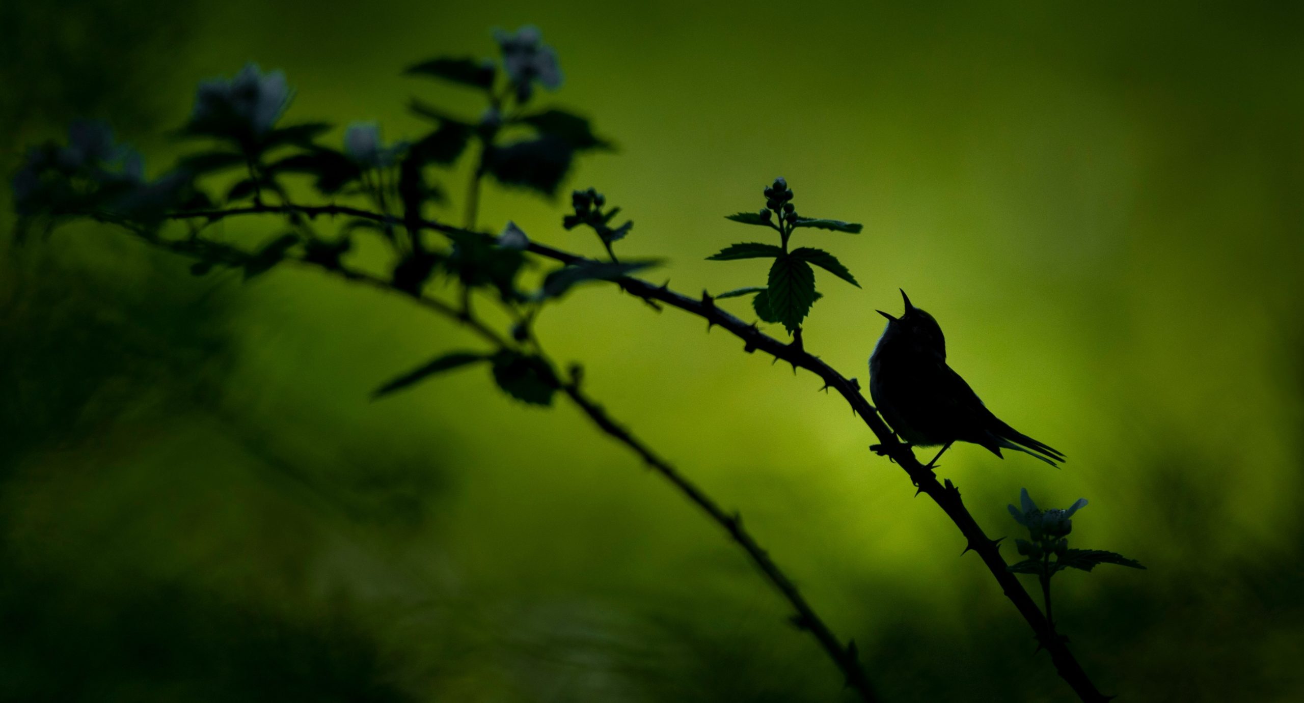 Nurturing nature: can COP15 stop a silent spring? » Green Alliance