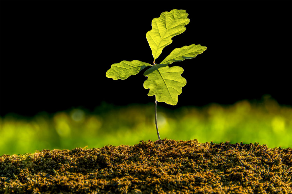 Environmental governance: what’s the picture across the UK? » Green ...